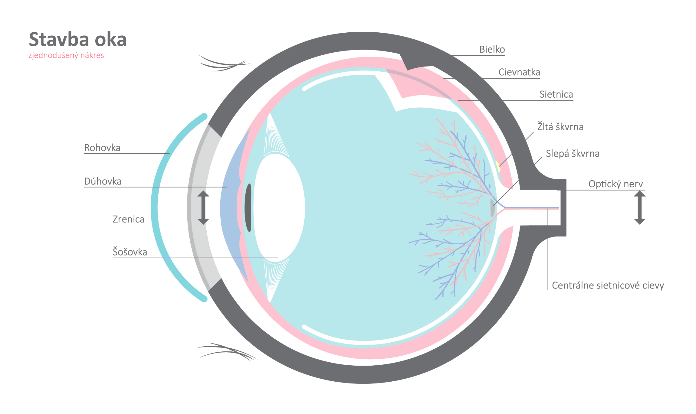 UVEA Mediklinik - Ako vzniká zrak